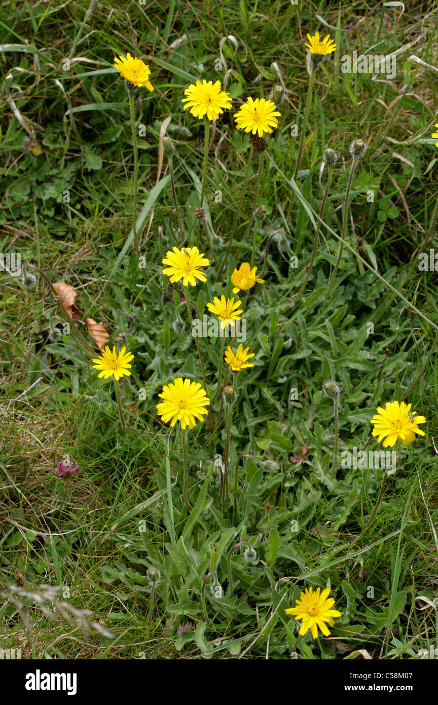 Bristly Hawkbit, Common Hawkbit, Rough Hawkbit, Leontodon hispidus ...