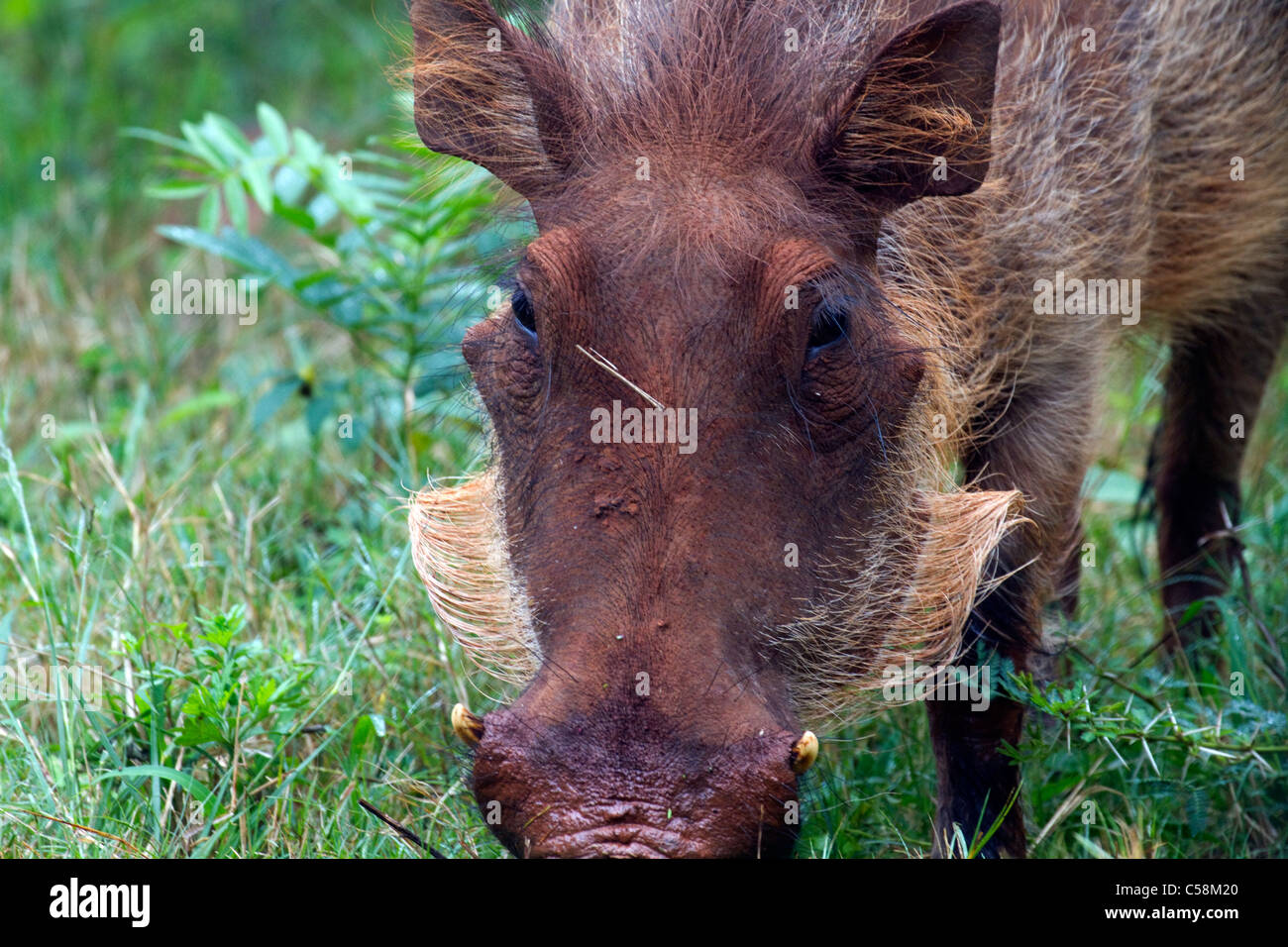Cute warthog hi-res stock photography and images - Alamy