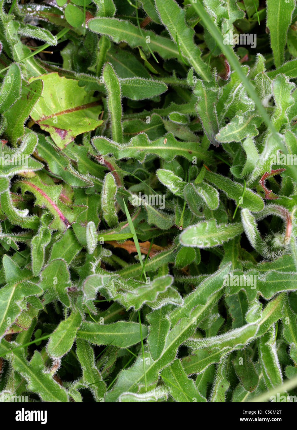 Bristly Hawkbit, Common Hawkbit, Rough Hawkbit, Leontodon hispidus ...