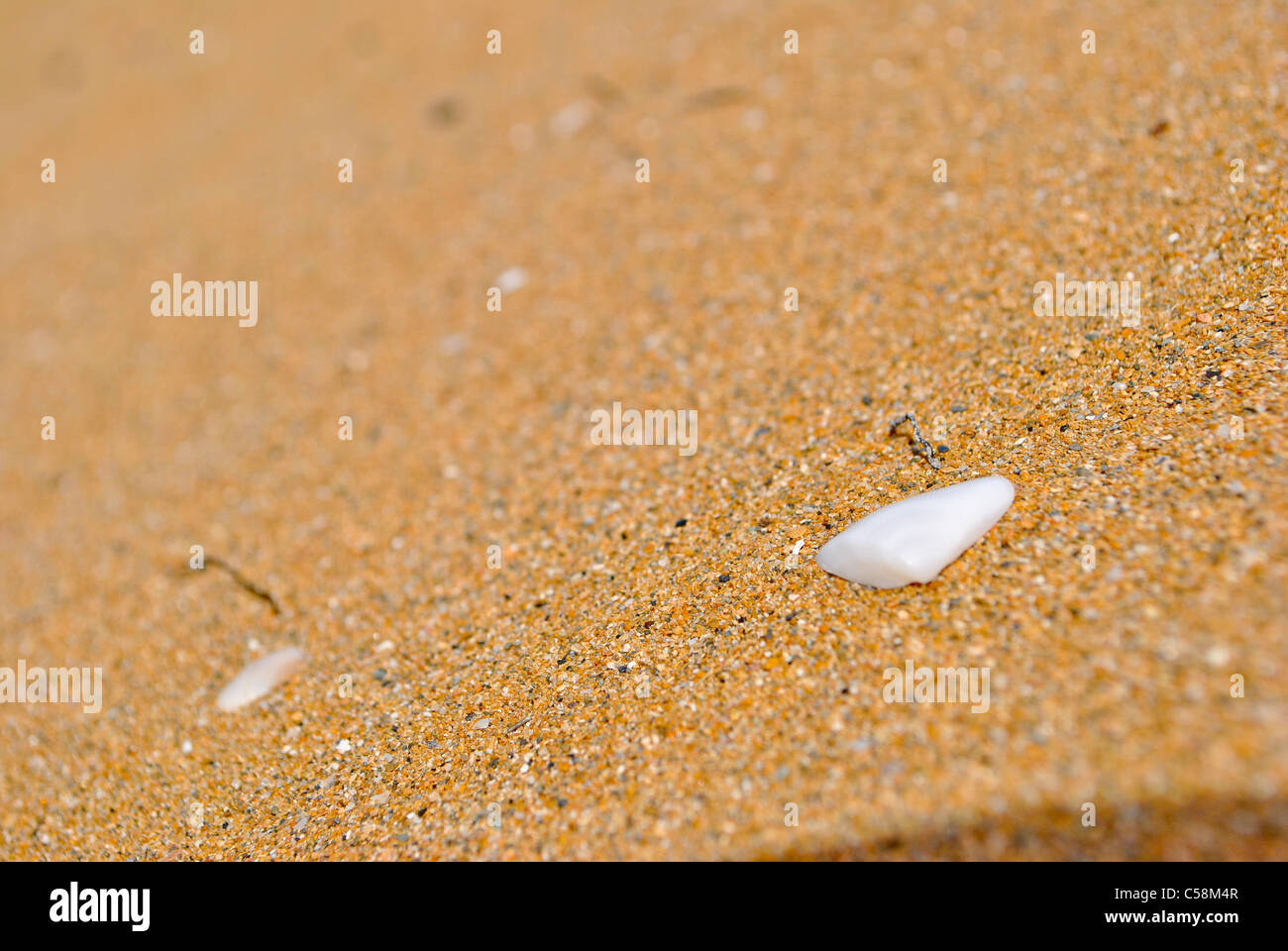 Close up of a small white shell on the beach Stock Photo - Alamy