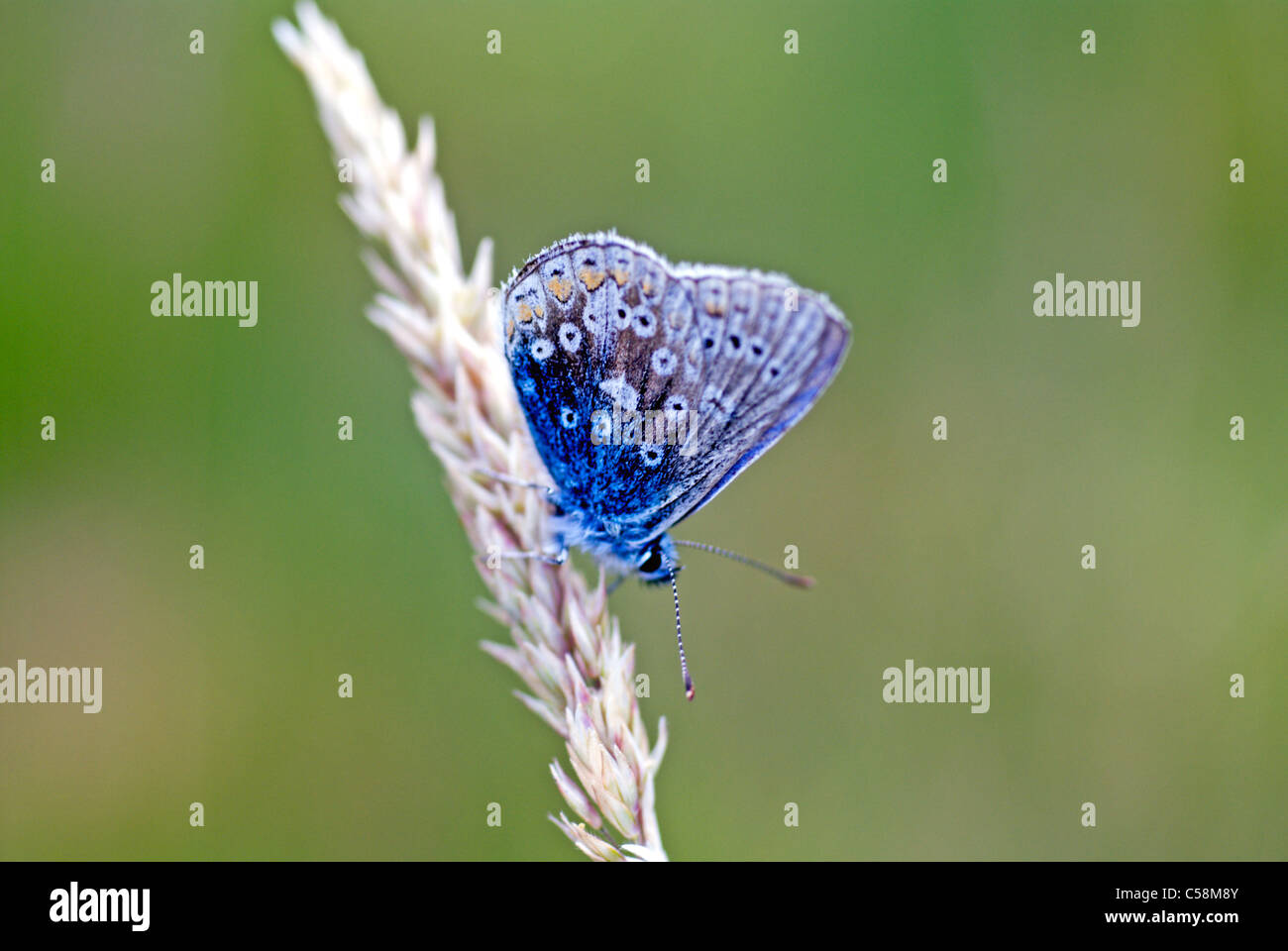 Animal, Insect, Butterfly, Adonis Blue, Lysandra bellargus Stock Photo ...