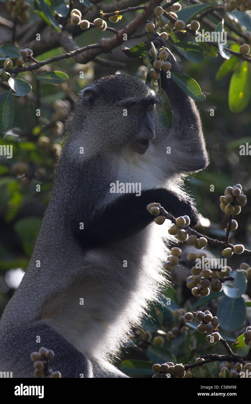 Sykes's (Blue) monkey in fig tree Stock Photo - Alamy