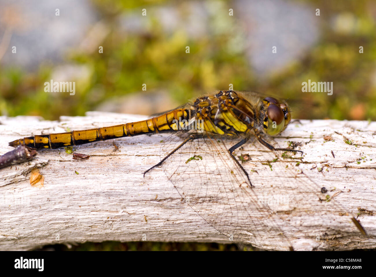 Common Darter dragonfly female Stock Photo - Alamy