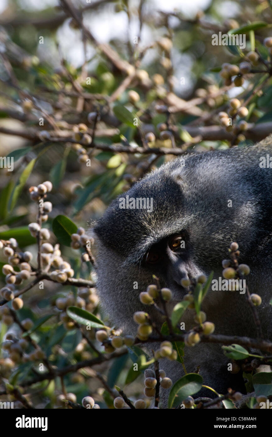 Sykes's (Blue) monkey in fig tree Stock Photo - Alamy
