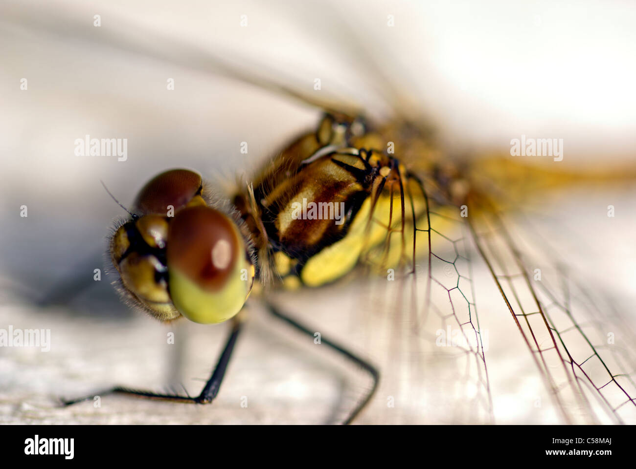 Common Darter dragonfly compound eye and synthorax Stock Photo - Alamy