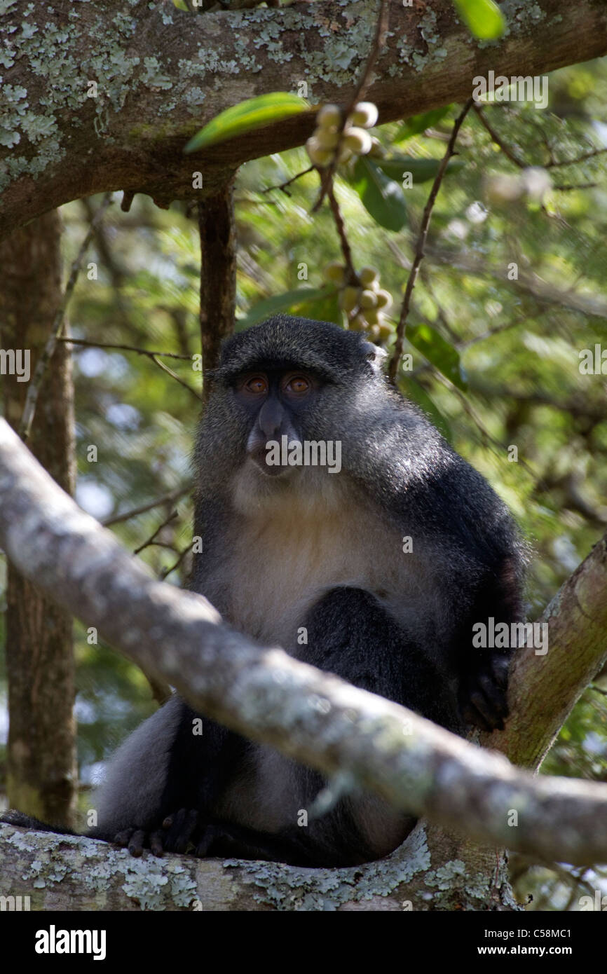 Sykes's (Blue) monkey in fig tree Stock Photo - Alamy