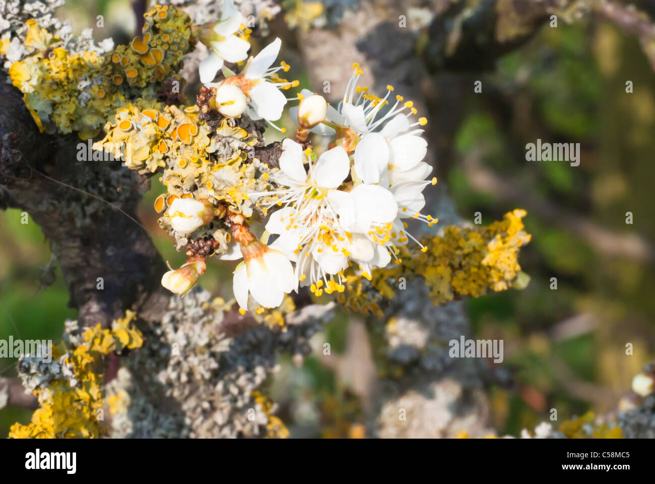 Prunus spinosa plum hi-res stock photography and images - Alamy