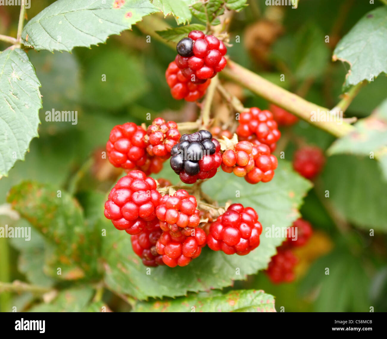 Blackberry fruit branch hi-res stock photography and images - Alamy