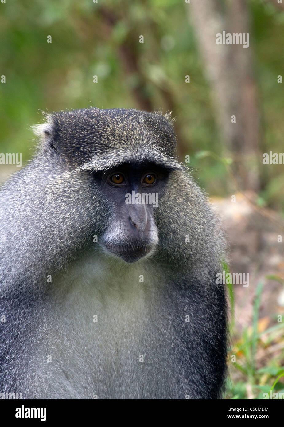 Samango Monkey Stock Photos & Samango Monkey Stock Images - Alamy