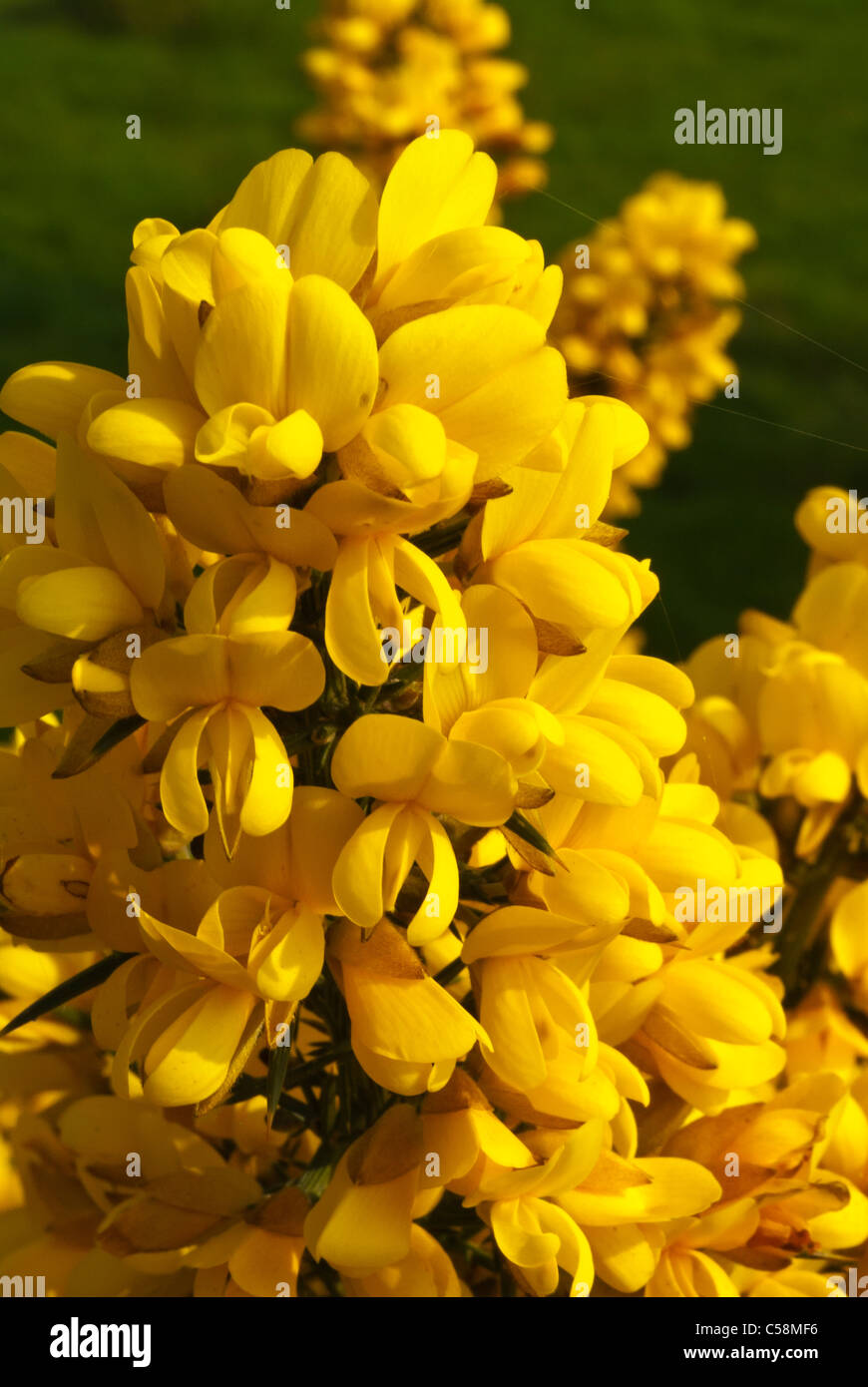 Gorse seed hi-res stock photography and images - Alamy