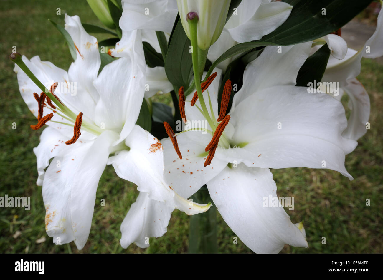 White Asiatic Lilies (Lilium sp Stock Photo - Alamy