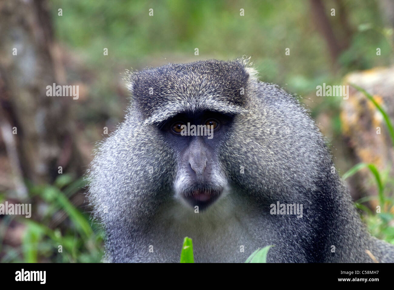 Sykes's (Blue) monkey Stock Photo - Alamy
