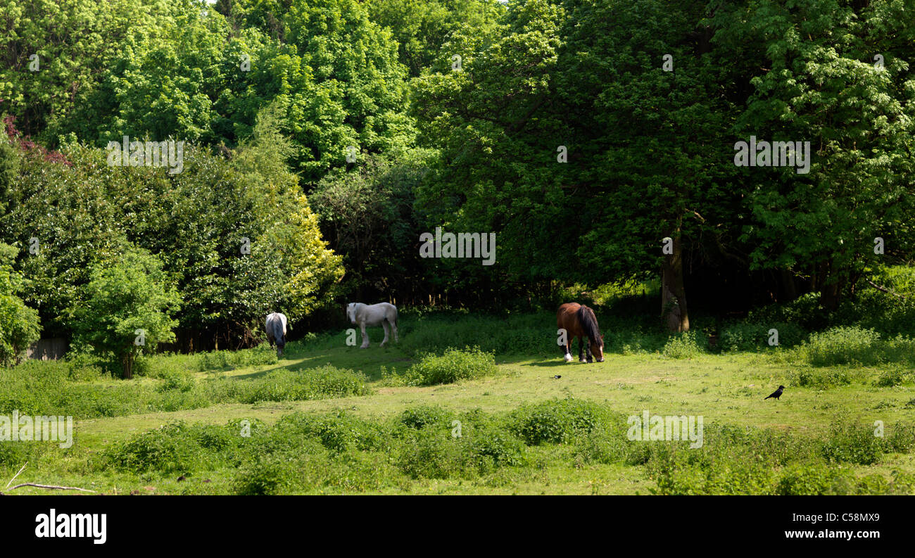 Horses Grazing In Pasture Redhill Surrey England Stock Photo - Alamy