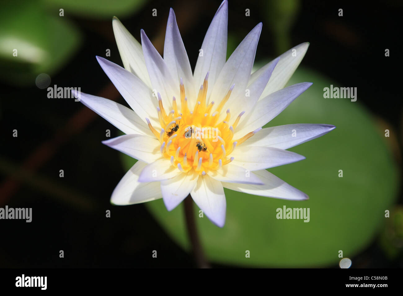 Lotus background in a nice day Stock Photo - Alamy