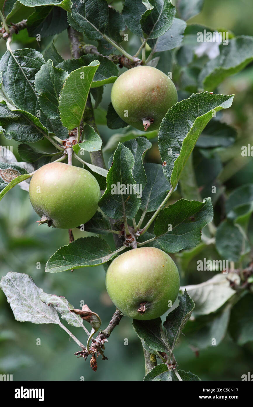Apple tree in fruit Stock Photo - Alamy