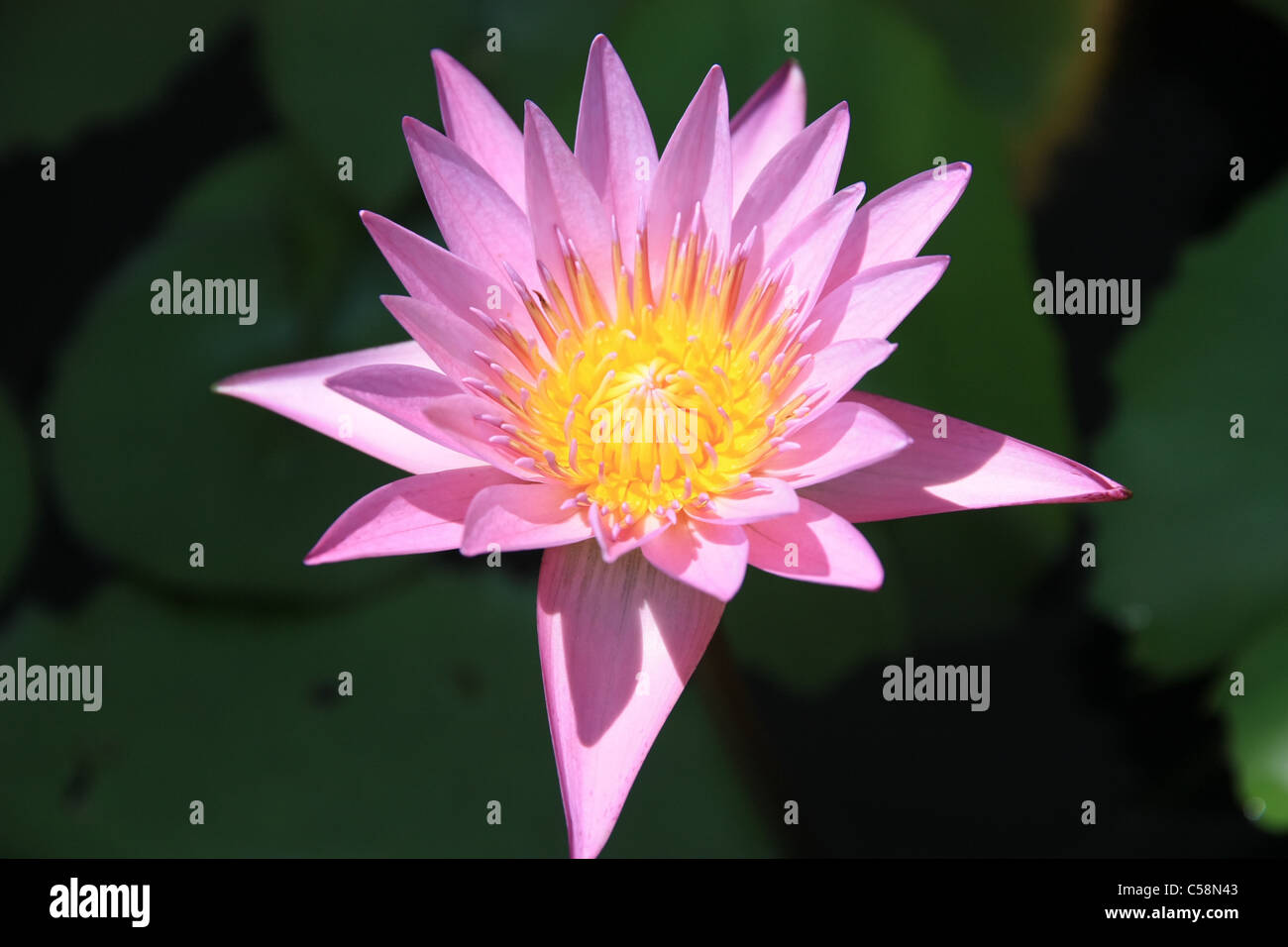 Lotus background in a nice day Stock Photo - Alamy