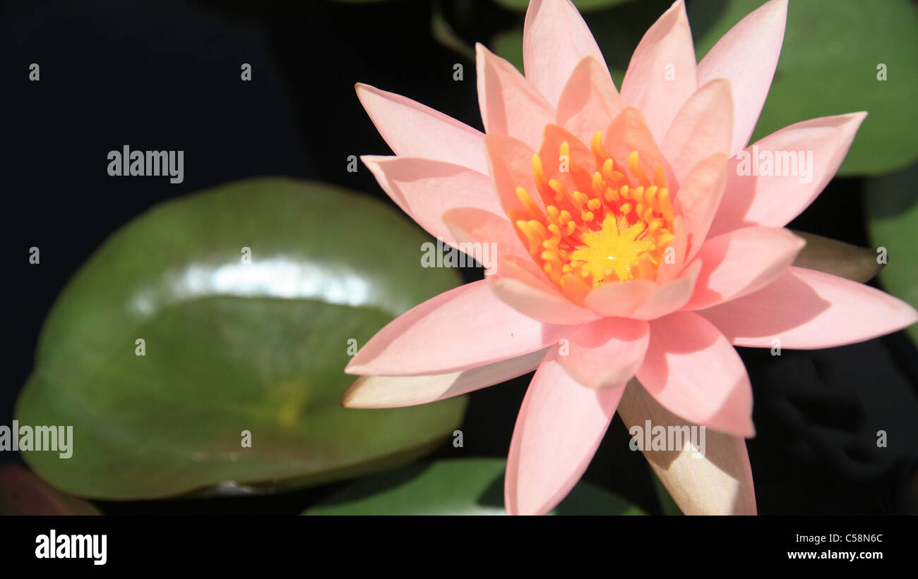 Lotus background in a nice day Stock Photo - Alamy