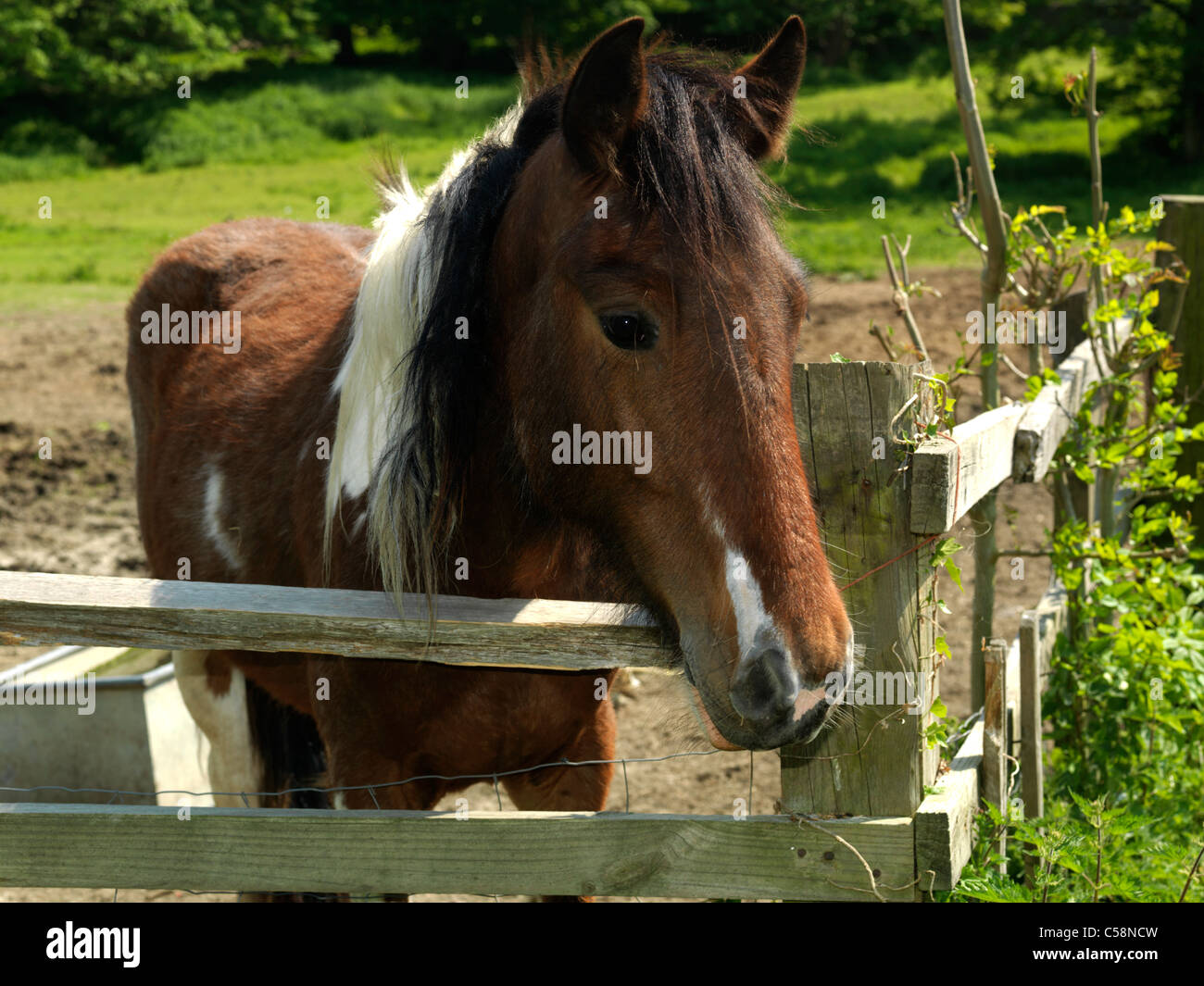 Horse paddock area hi-res stock photography and images - Alamy