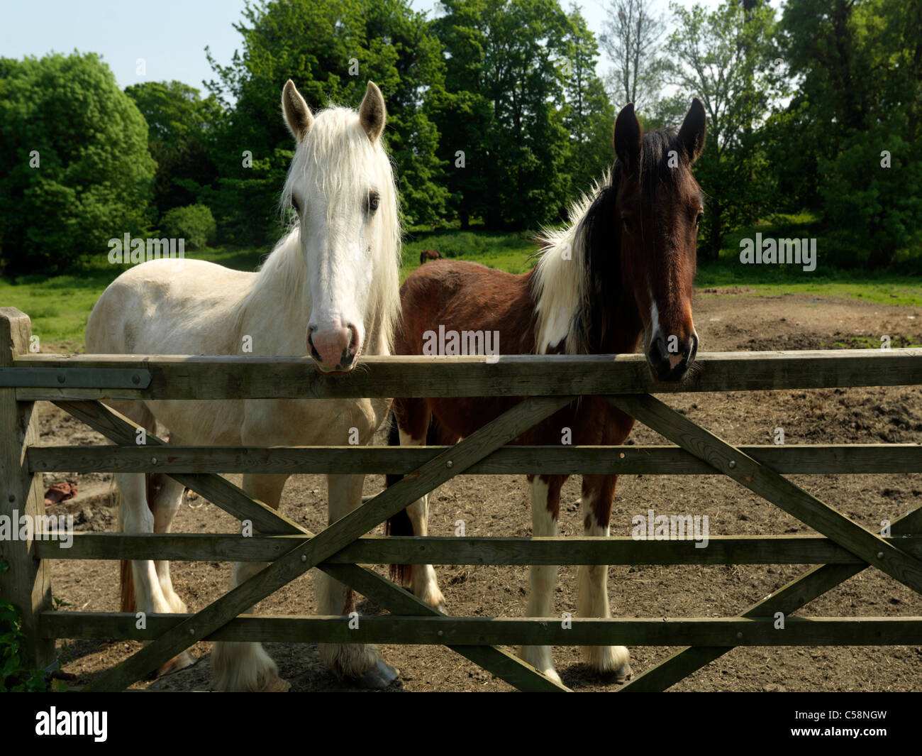 Two Horses Standing By Gate In Paddock Area Redhill Surrey England ...