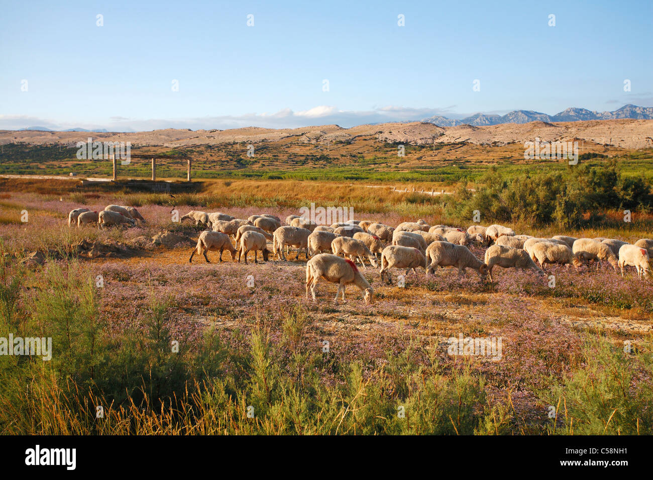 Lot of sheep hi-res stock photography and images - Alamy