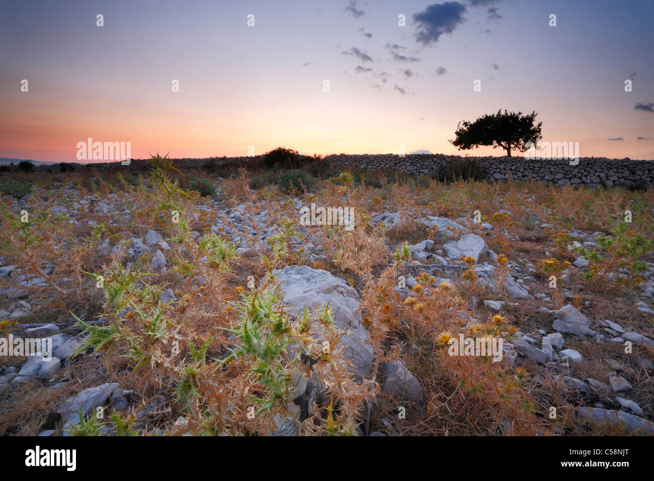Coast of the flower of the orange tree hi-res stock photography and ...