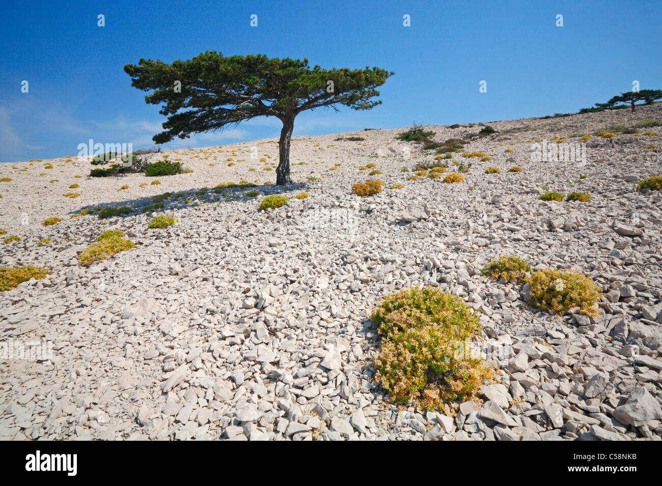 Pine tree and rocks hi-res stock photography and images - Alamy