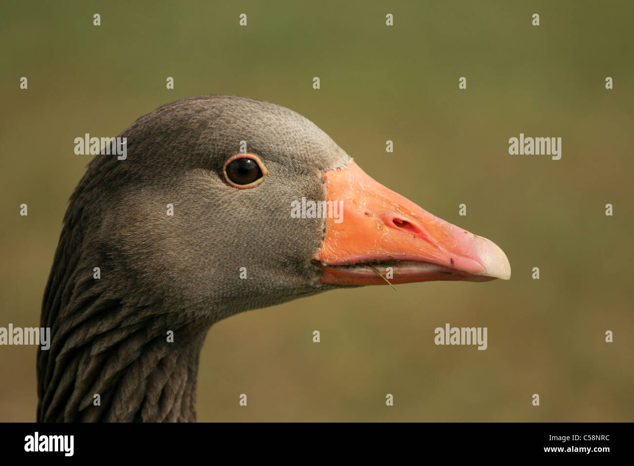 A head shot of a Greylag goose Stock Photo - Alamy