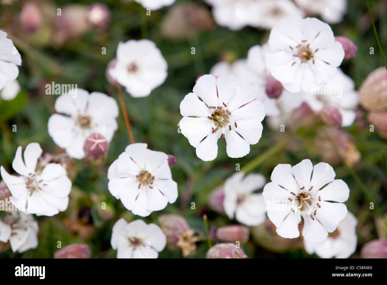 Sea Campion; Silene maritima; Cornwall Stock Photo - Alamy