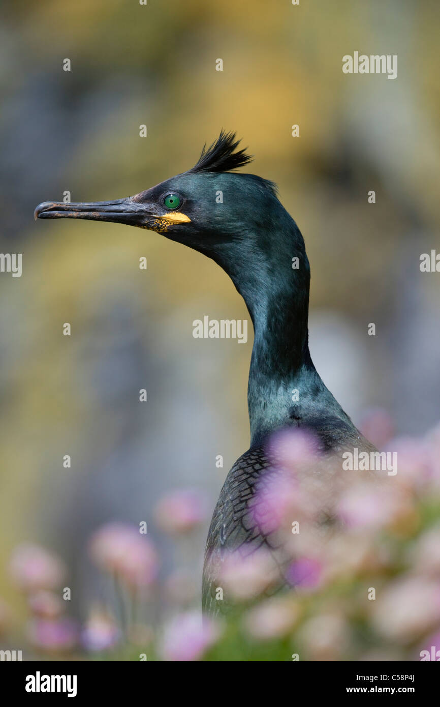 Shag bird scotland hi-res stock photography and images - Alamy