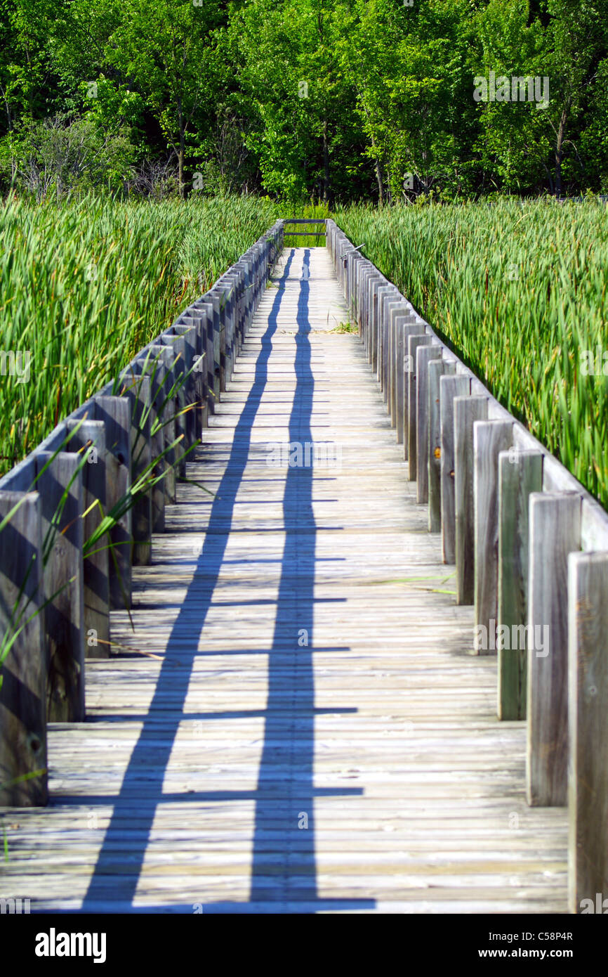 A wooden boardwalk cuts through the tall reeds and grasses of a ...