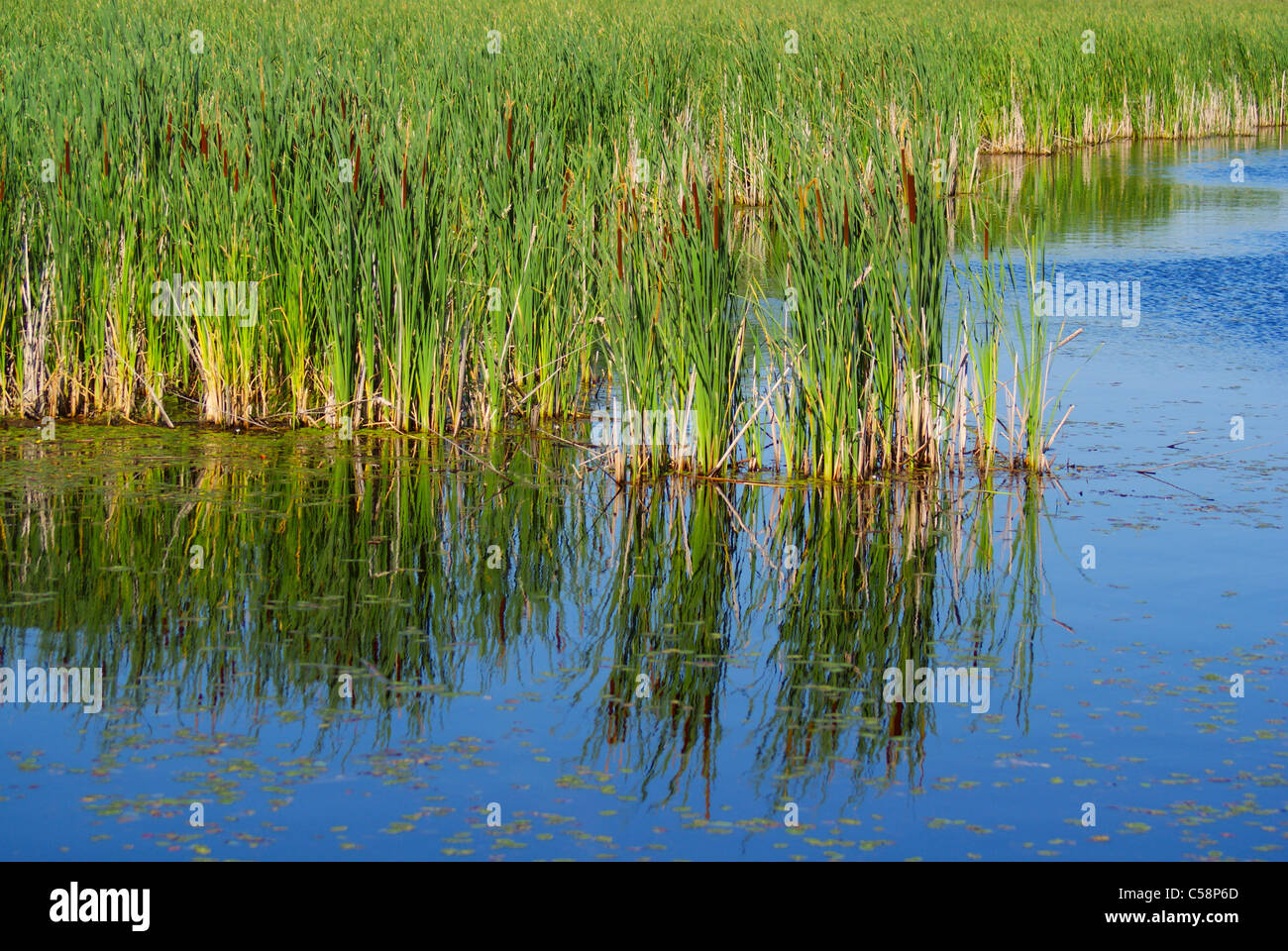 Canadian marsh hi-res stock photography and images - Alamy
