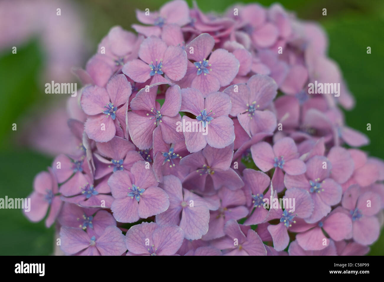 Ajisai hi-res stock photography and images - Alamy