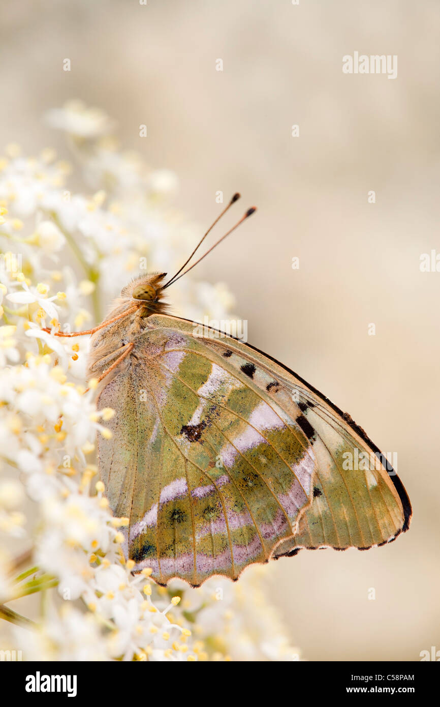 Silver Washed Fritillary Butterfly; Argynnis paphia; female on elder ...