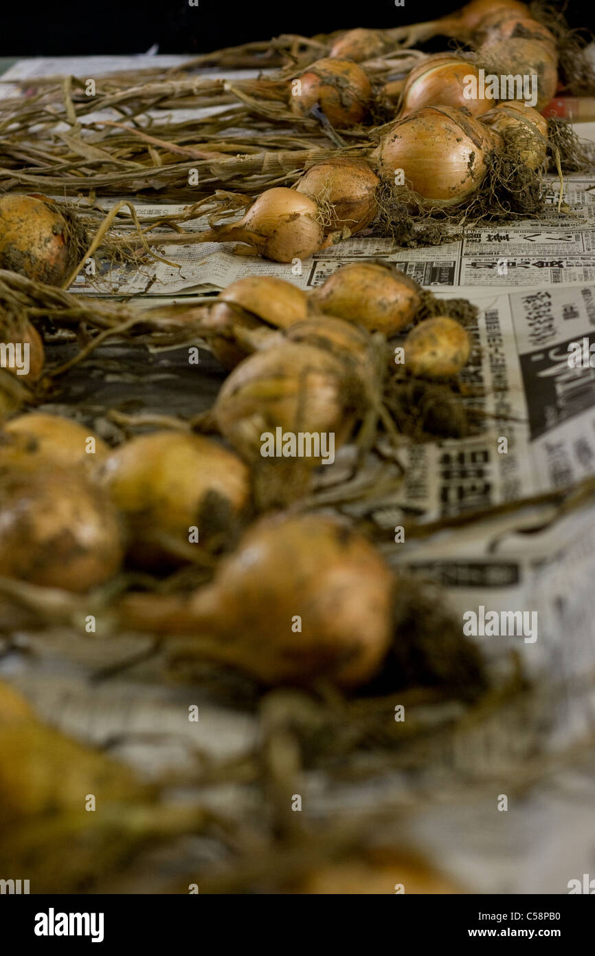 Drying onions hi-res stock photography and images - Alamy