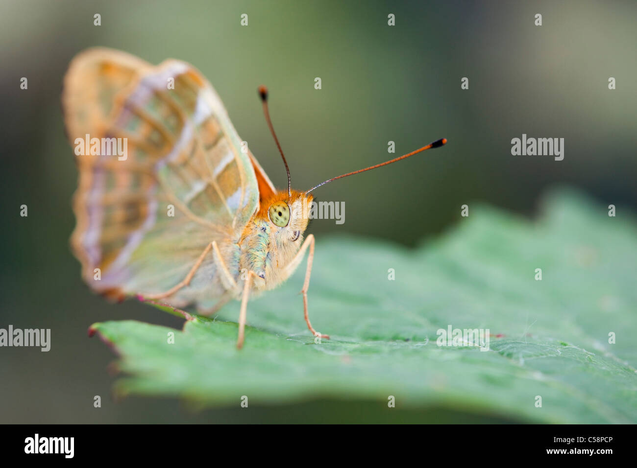 Silver fritillary butterfly hi-res stock photography and images - Alamy