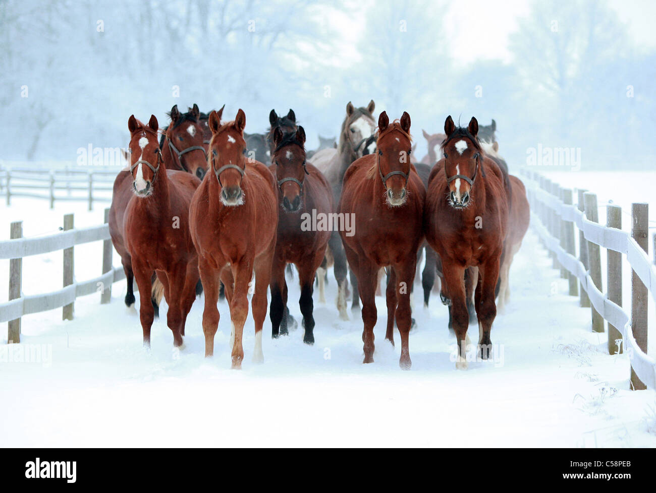 Horses in winter on their way to a paddock Stock Photo - Alamy