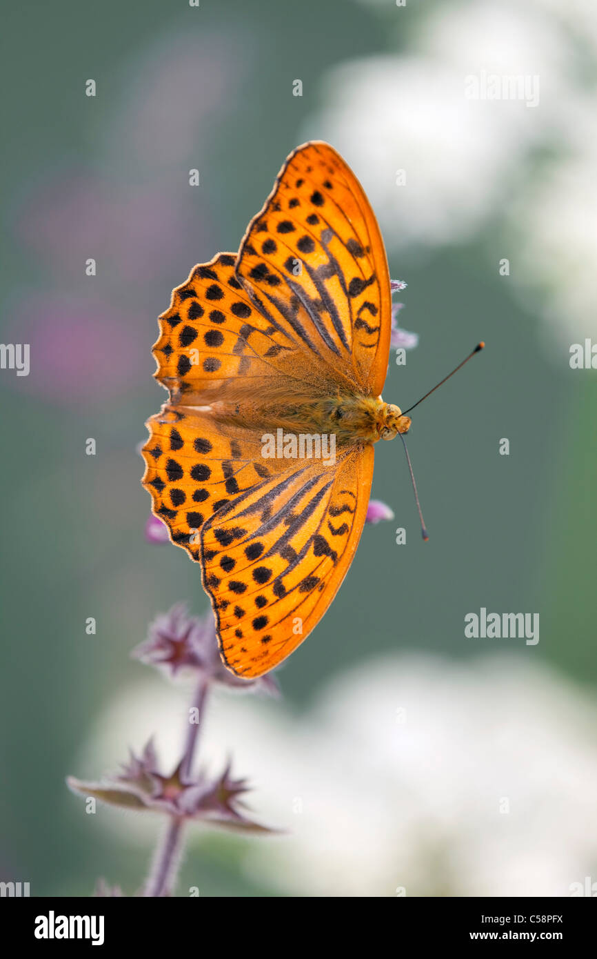 Silver Washed Fritillary Butterfly; Argynnis paphia; male Stock Photo ...