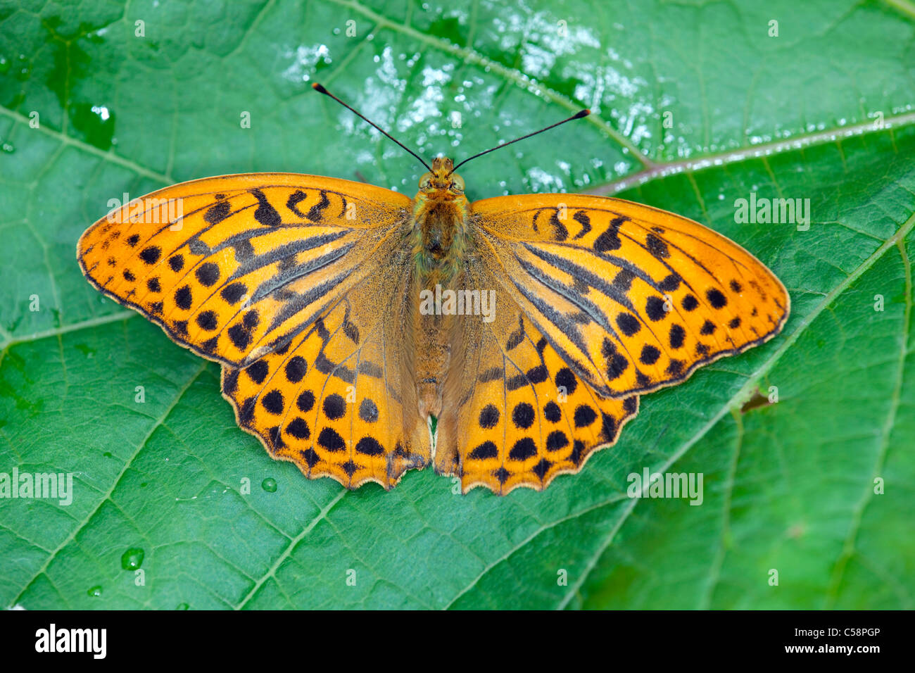 The silver washed fritillary butterfly hi-res stock photography and ...