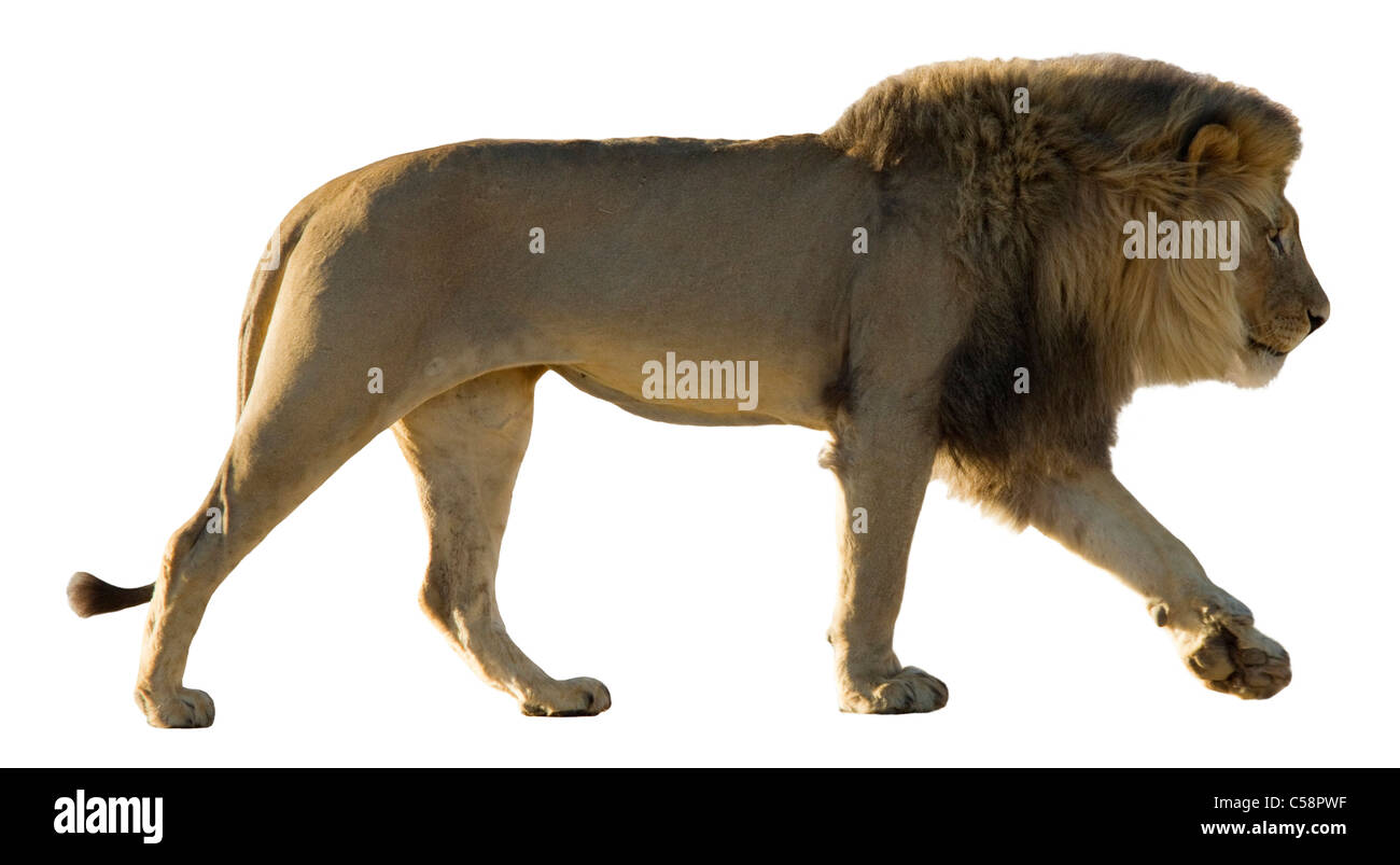Lion male cut out Cut Out Stock Images & Pictures - Alamy