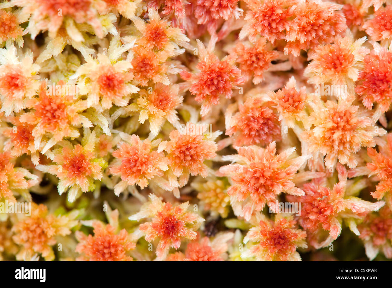 Sphagnum Moss; Mull; Scotland Stock Photo - Alamy