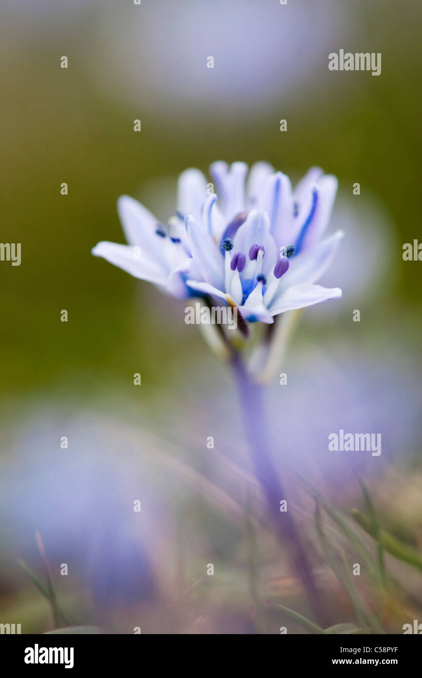 Spring Squill; Scillia verna; Cornwall Stock Photo - Alamy