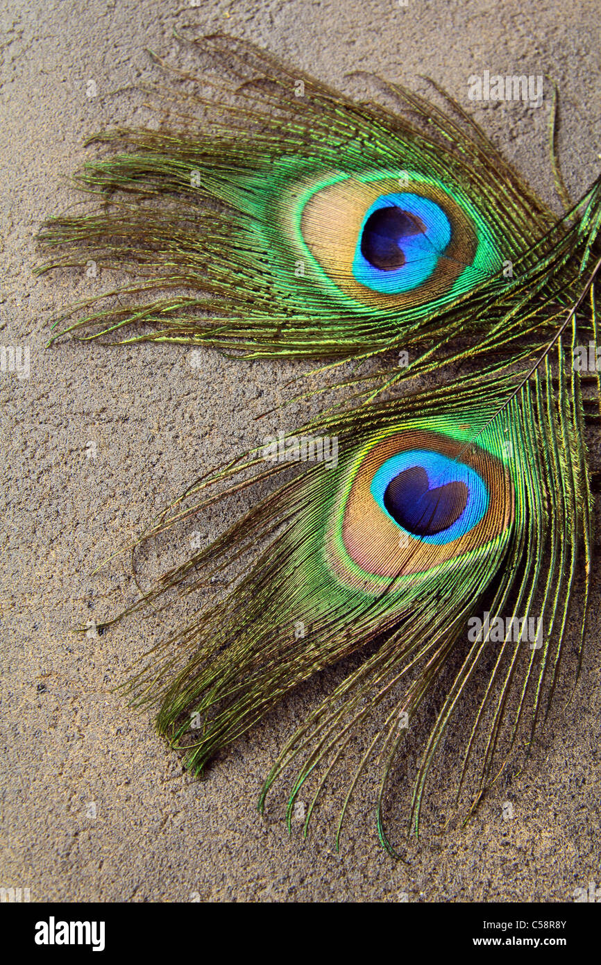 Two peacock feathers for background Stock Photo - Alamy