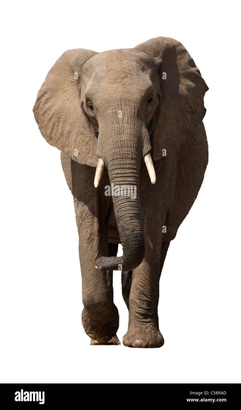 Walking Elephant Front