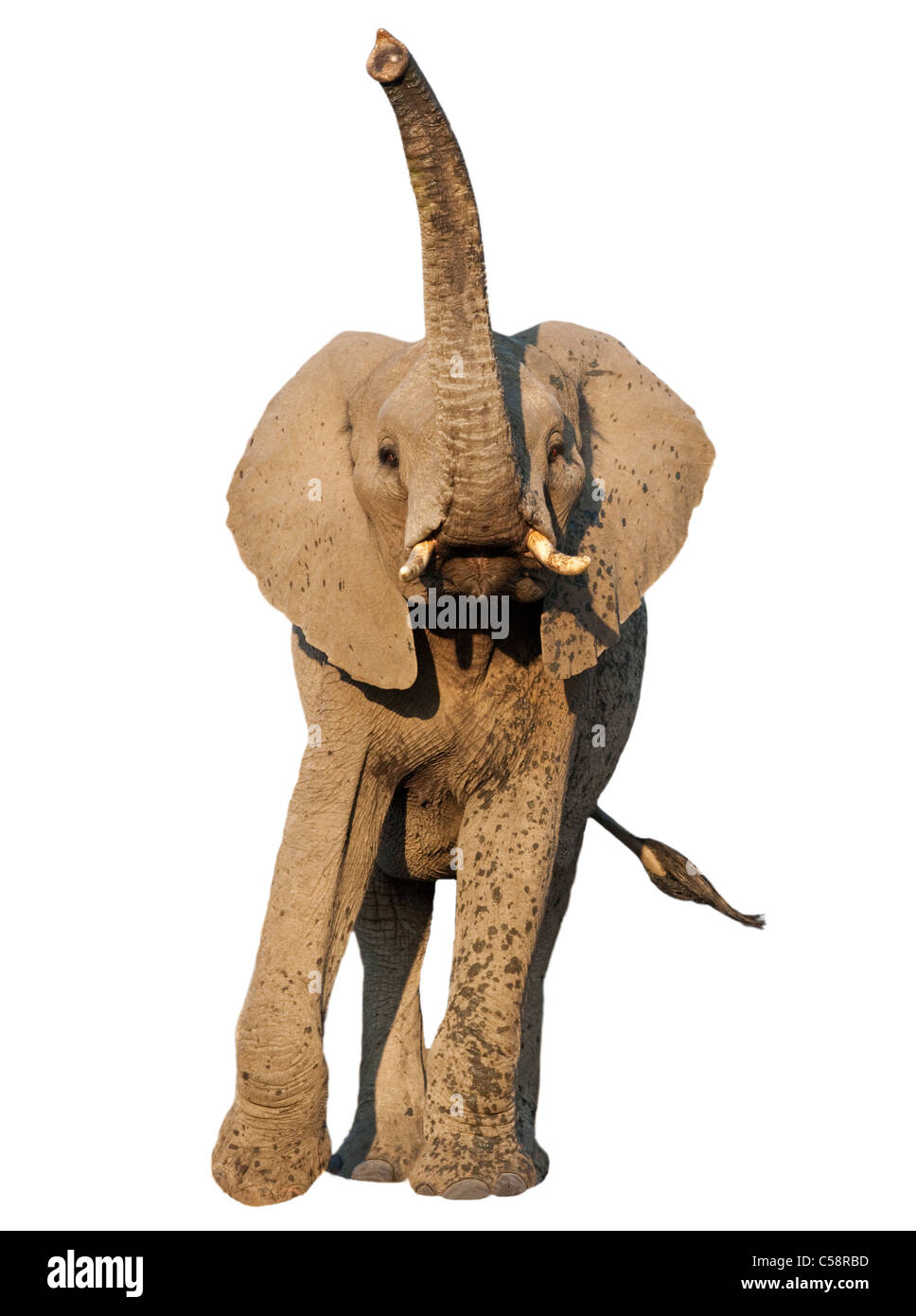 Head on shot of an elephant with its trunk up in the air Stock Photo ...