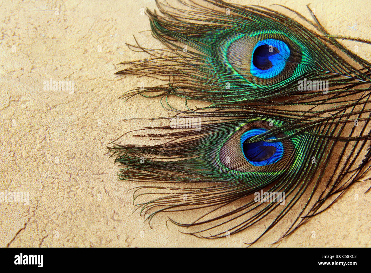Two peacock feathers for background Stock Photo - Alamy
