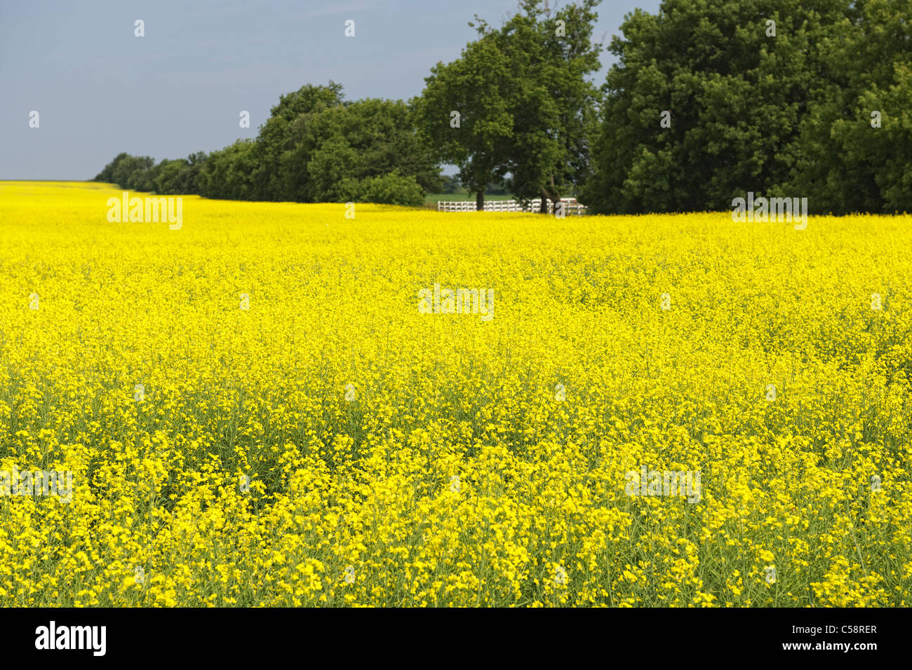 Canola blossoms hi-res stock photography and images - Alamy
