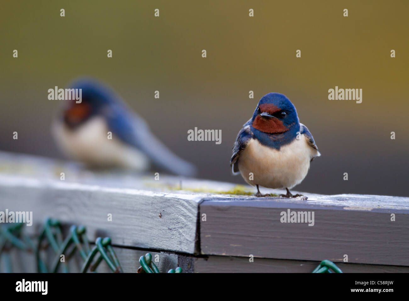 Swallow; Hirundo rustica; Scotland Stock Photo - Alamy