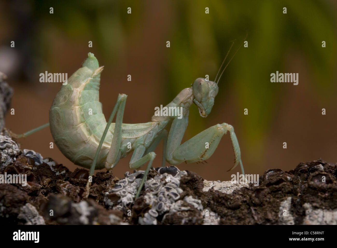 Mantis naturaleza hi-res stock photography and images - Alamy