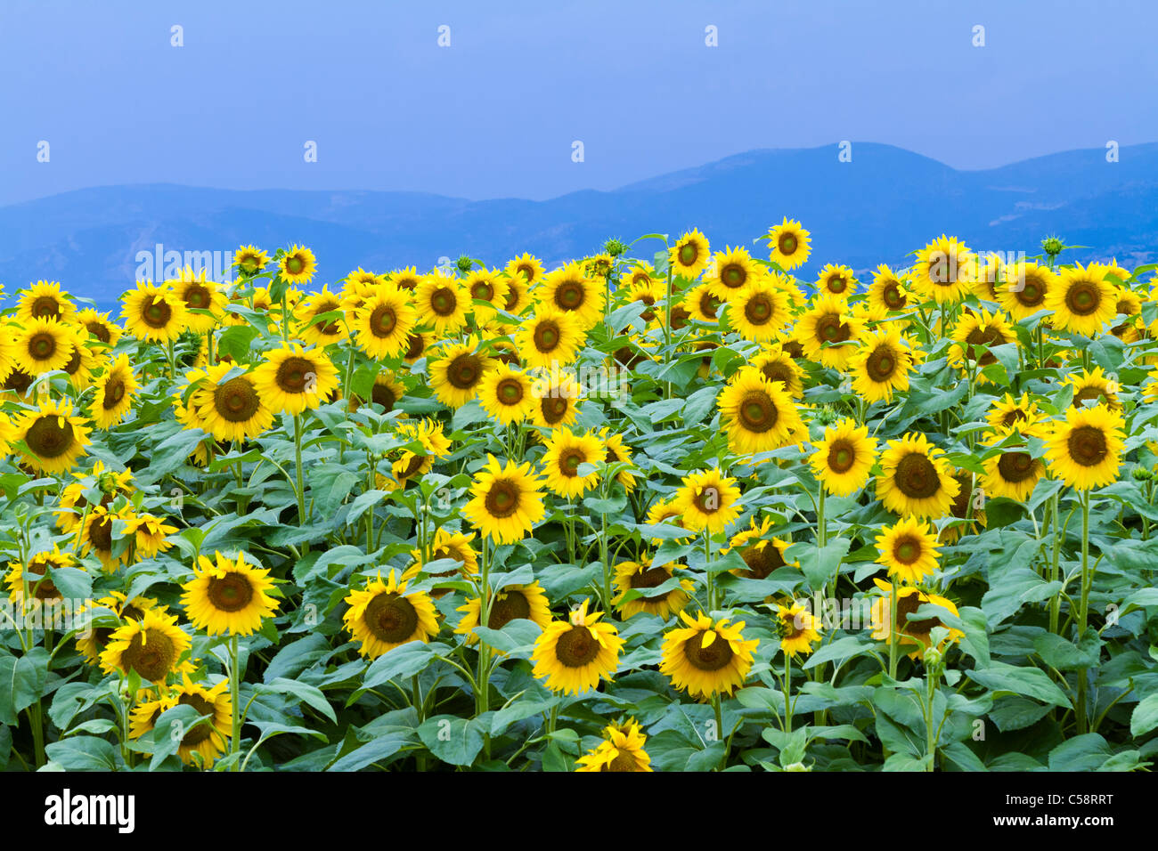 A field of sunflowers growing in Chrysochori, Greece Stock Photo - Alamy