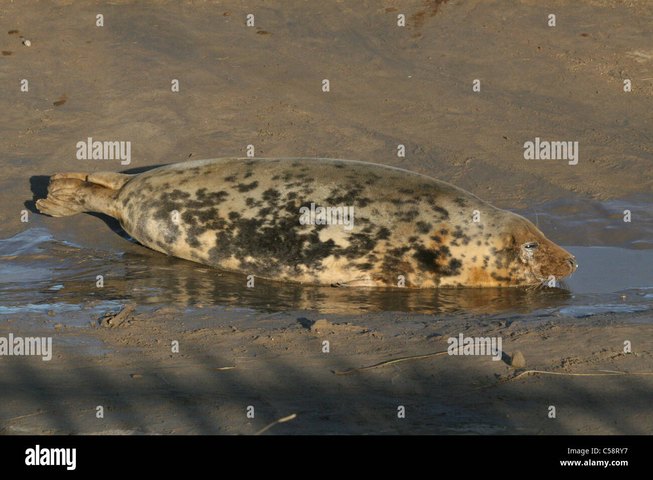 Marine predators hi-res stock photography and images - Alamy